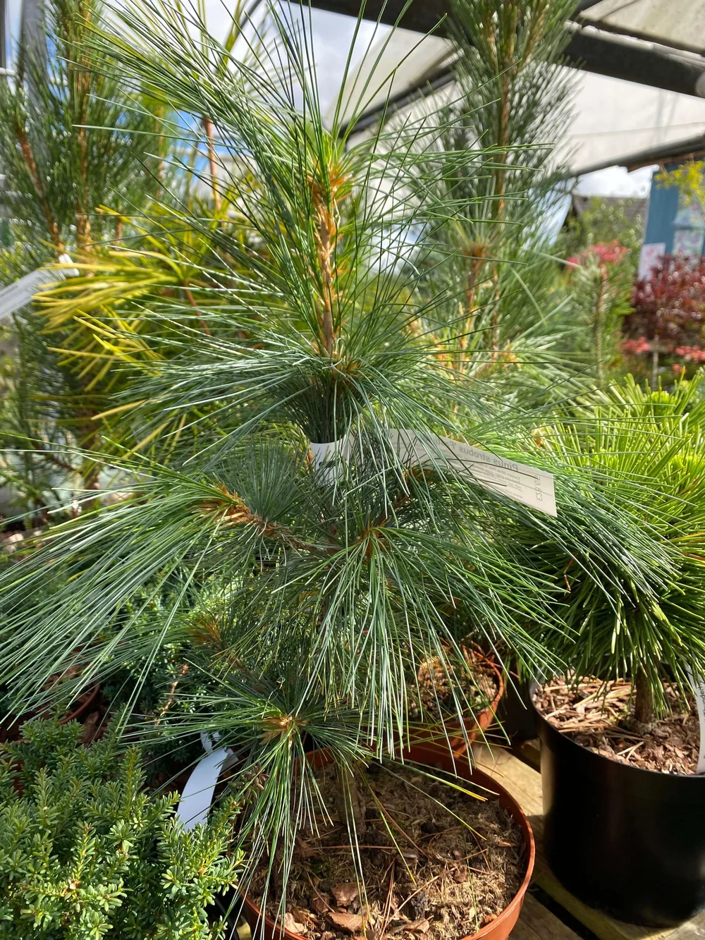 Conifers — Mill Garden Centre