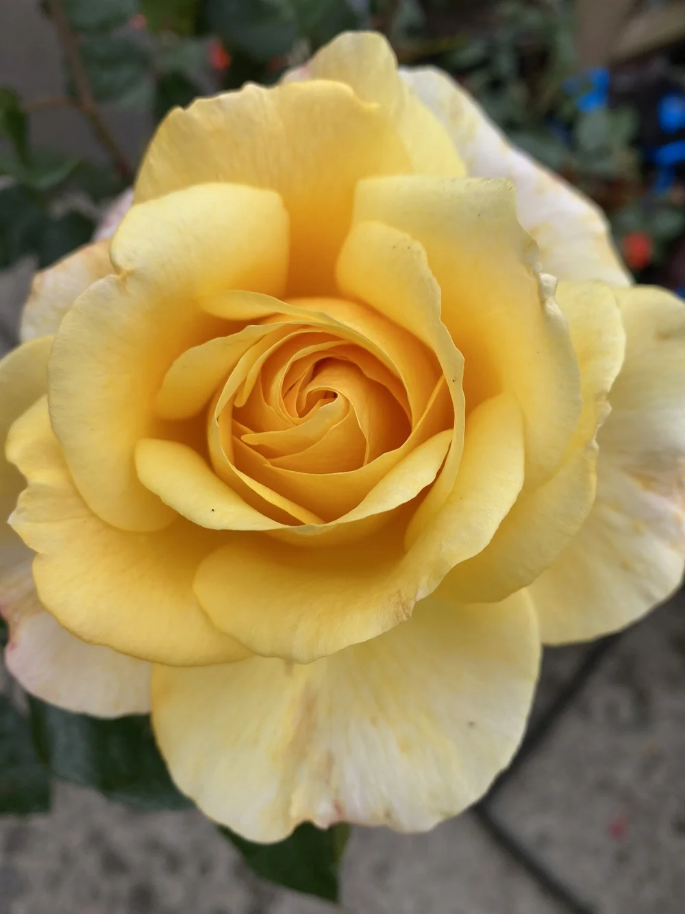 Roses — Mill Garden Centre