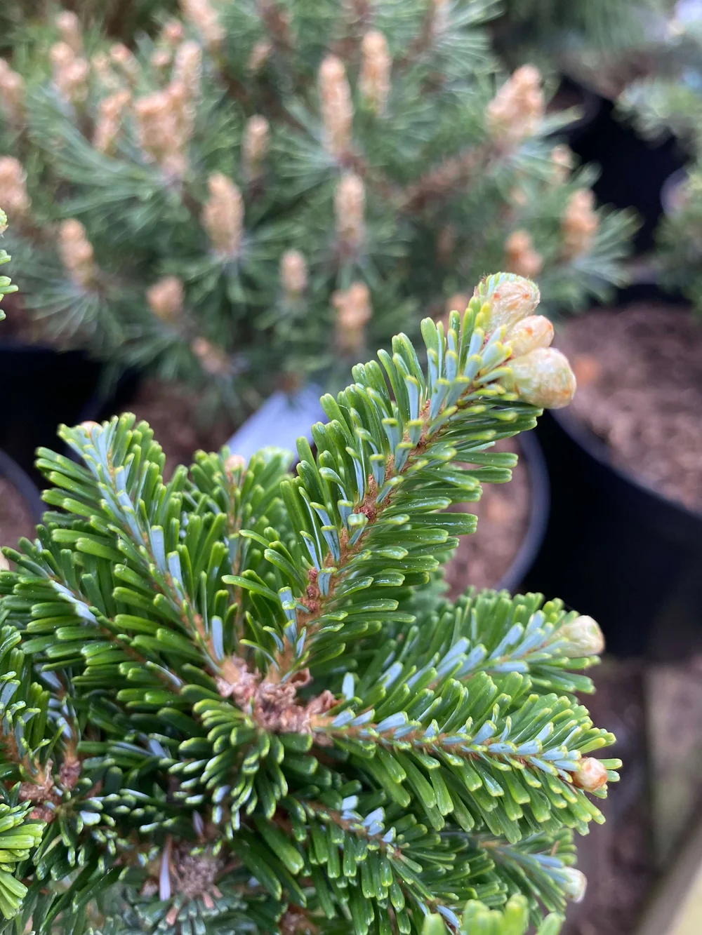 Conifers — Mill Garden Centre