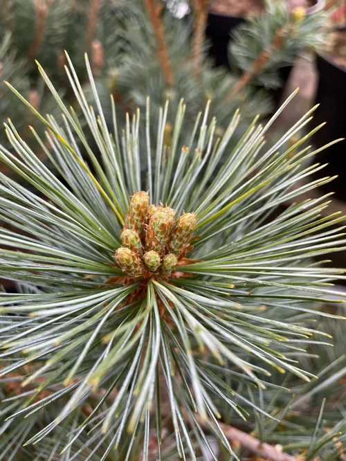 Conifers — Mill Garden Centre