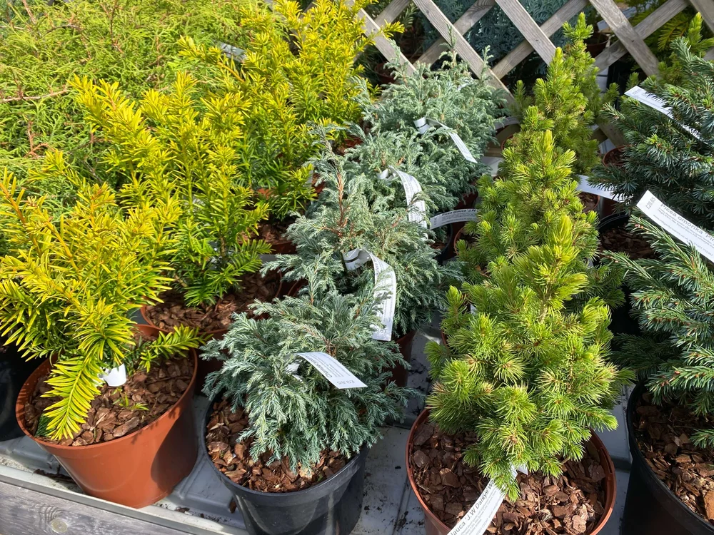 Conifers — Mill Garden Centre
