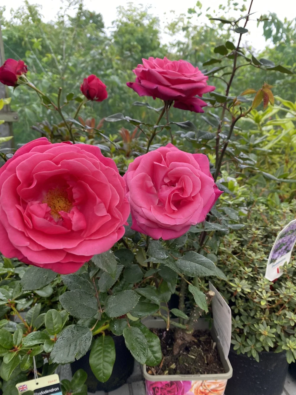 Roses — Mill Garden Centre