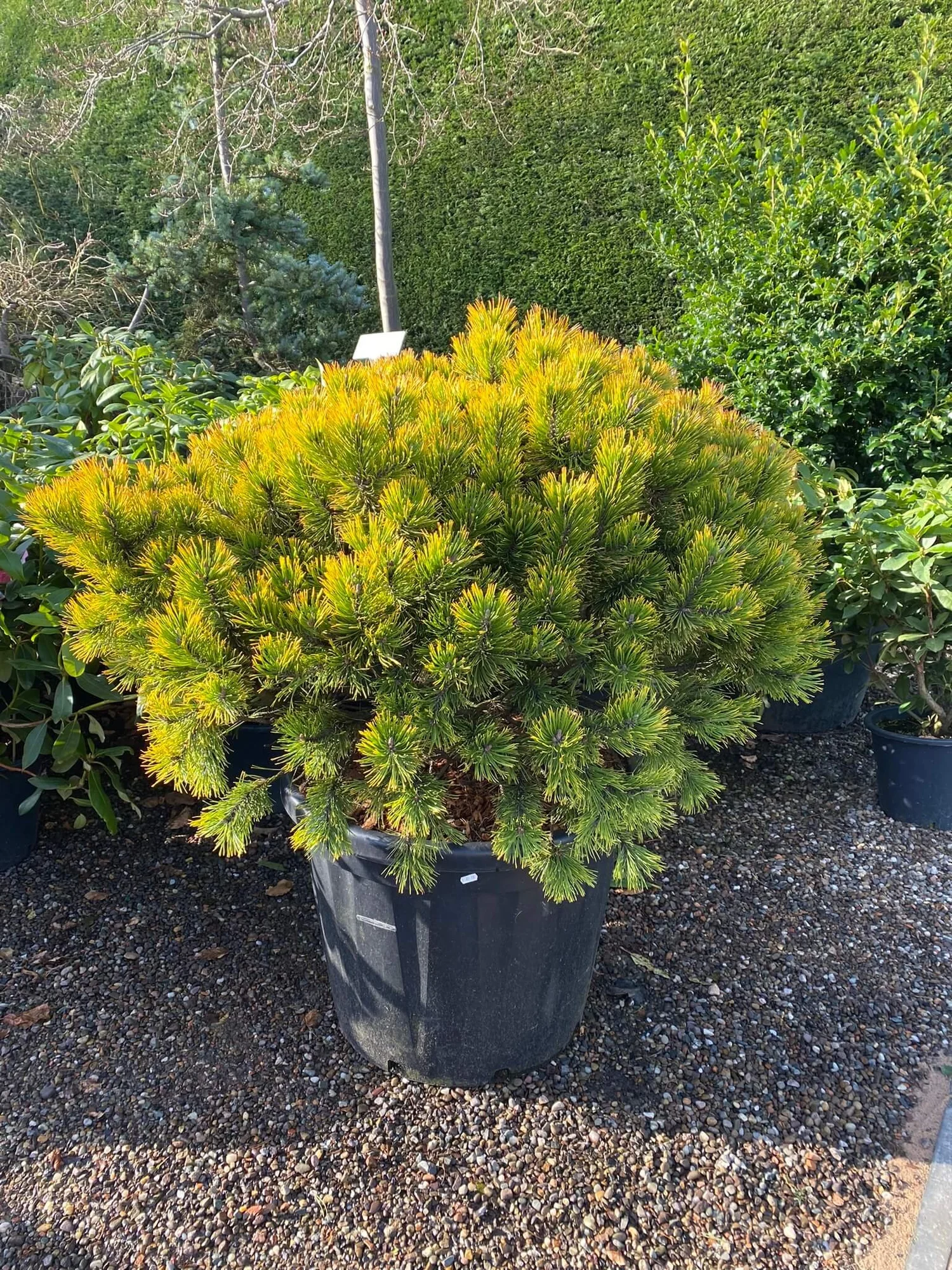 Conifers — Mill Garden Centre