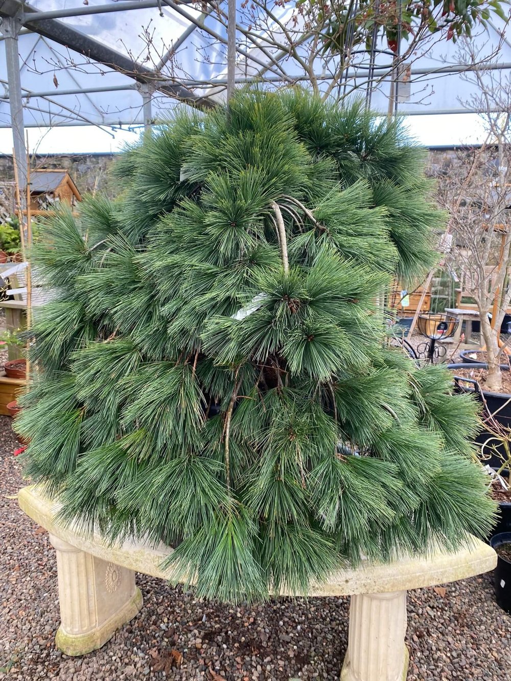 Conifers — Mill Garden Centre