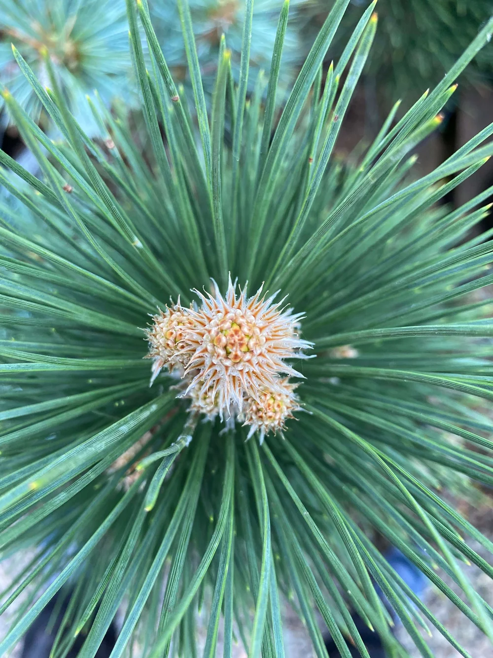 Conifers — Mill Garden Centre