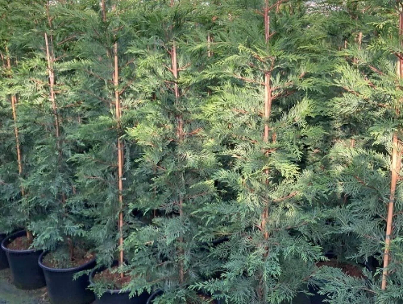 Conifers — Mill Garden Centre
