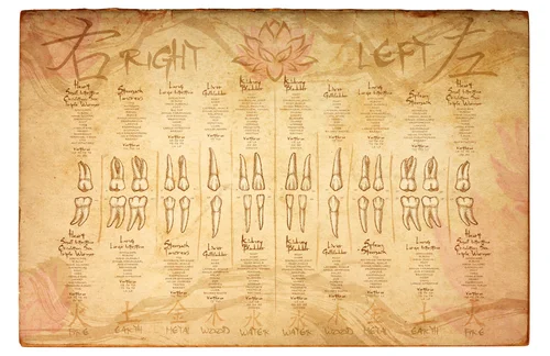 Tooth Meridian | Explore Holistic Connections — Lotus Dental Wellness ...