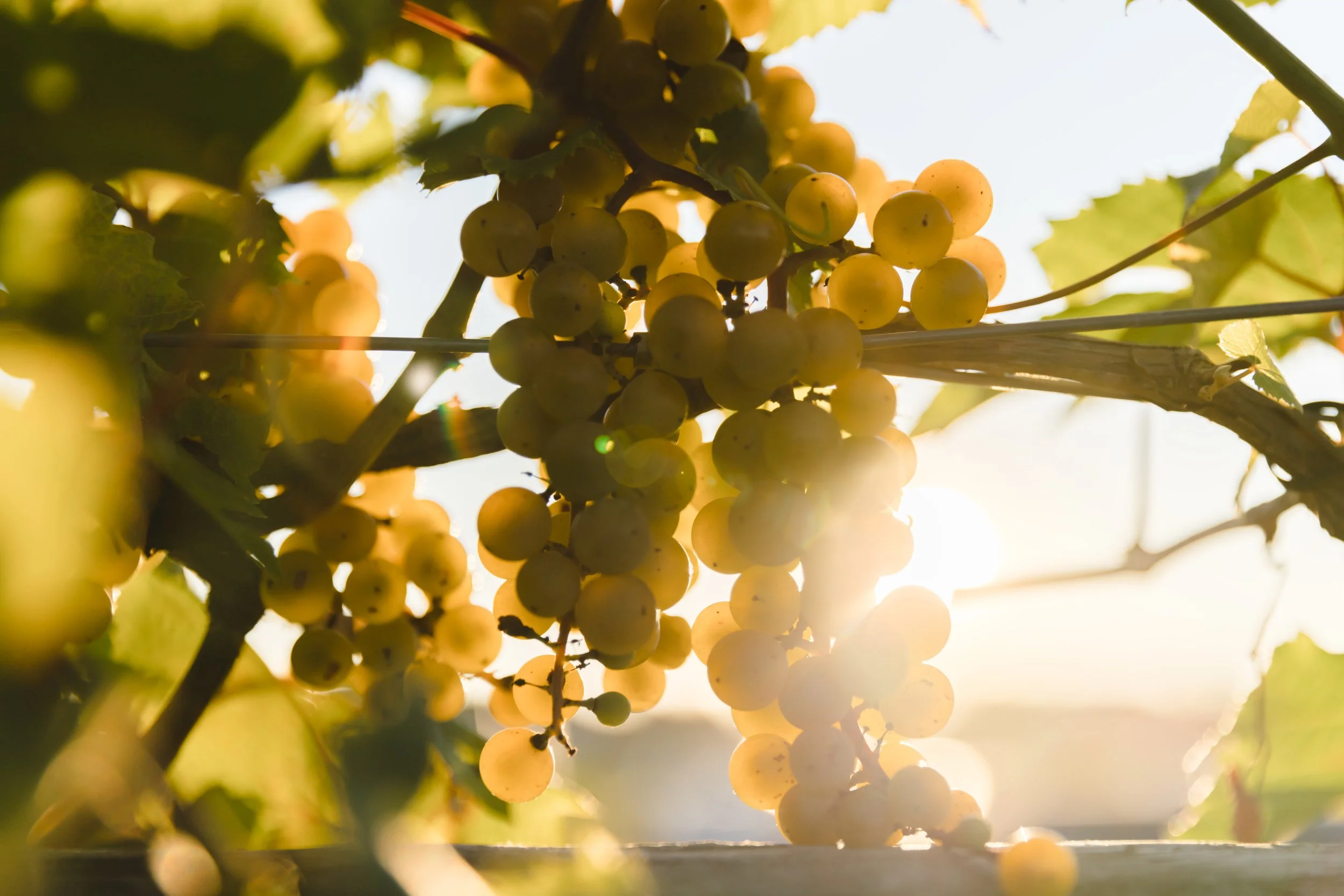 Country Heritage Winery