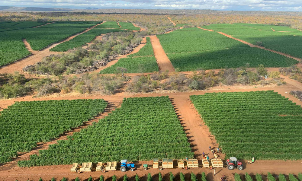 Te Tautara o Pukekohe