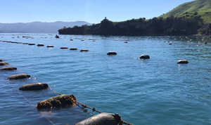 Contact — Te Tautara o Pukekohe