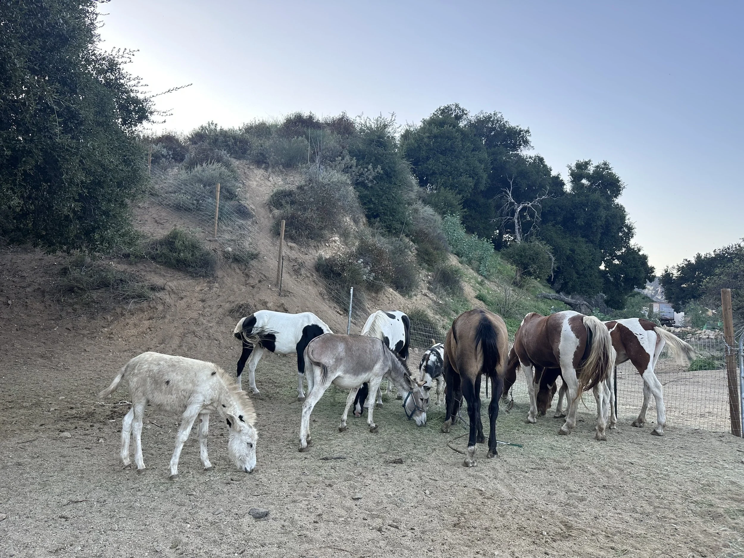 Our Animals — Val Verde Ranch