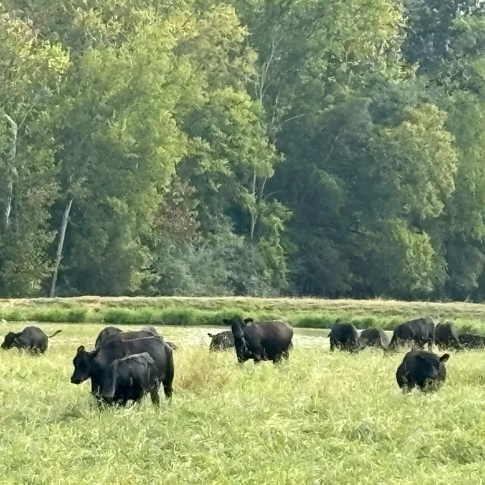 Sugar Creek Beef | High-Quality Meats | Local Beef & Pork | Family ...