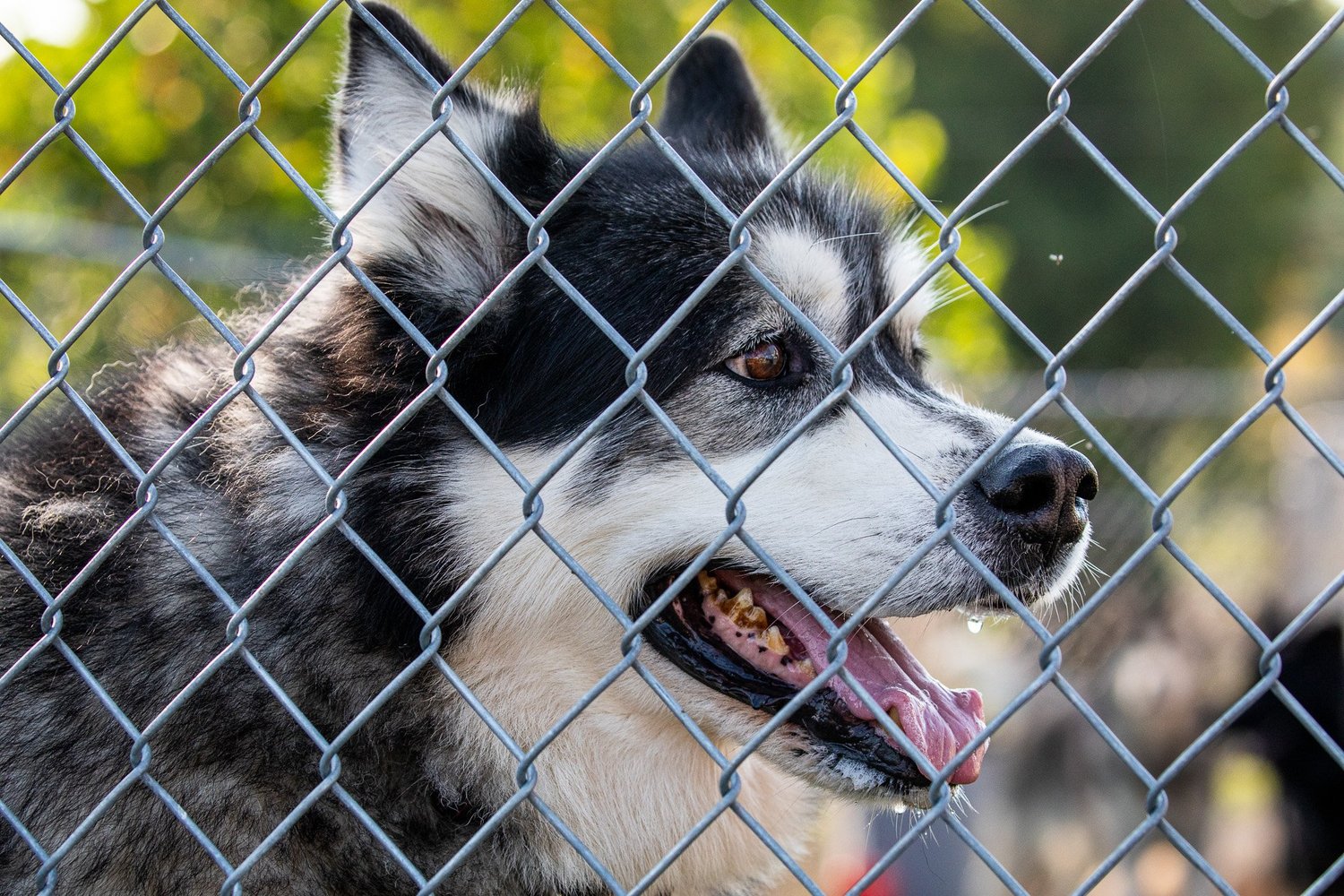 StoneHedge Kennel & Farm