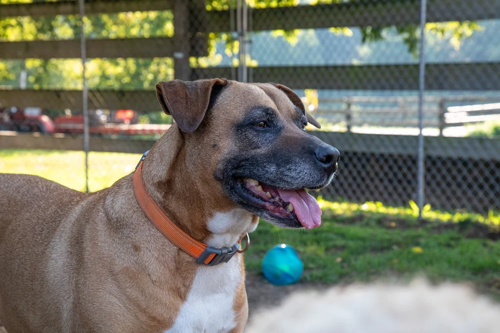 StoneHedge Kennel & Farm