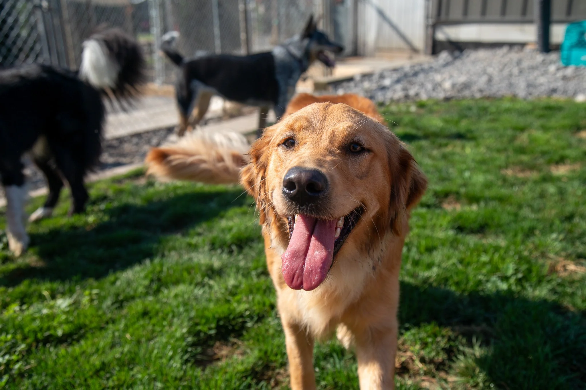 StoneHedge Kennel & Farm