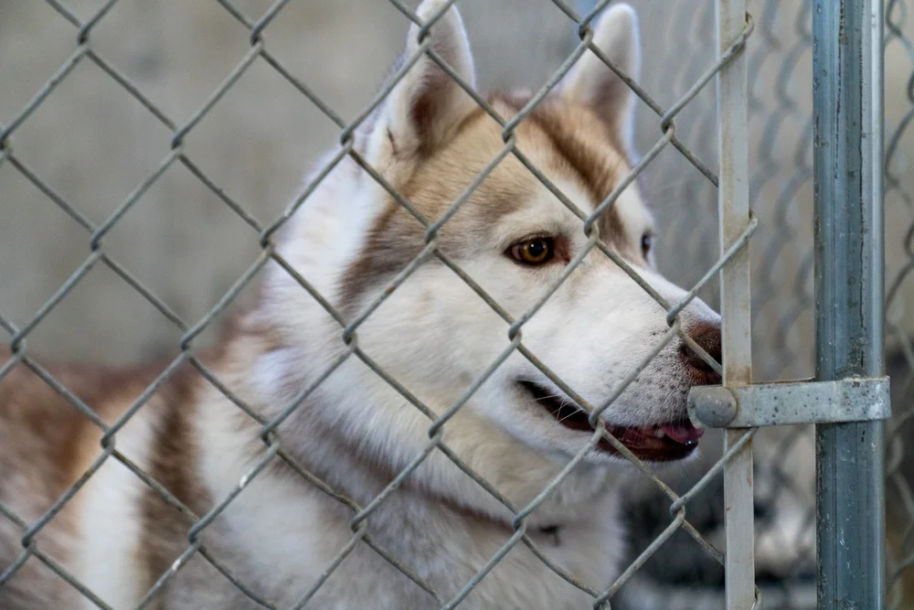 Expert Animal Services — StoneHedge Kennel & Farm