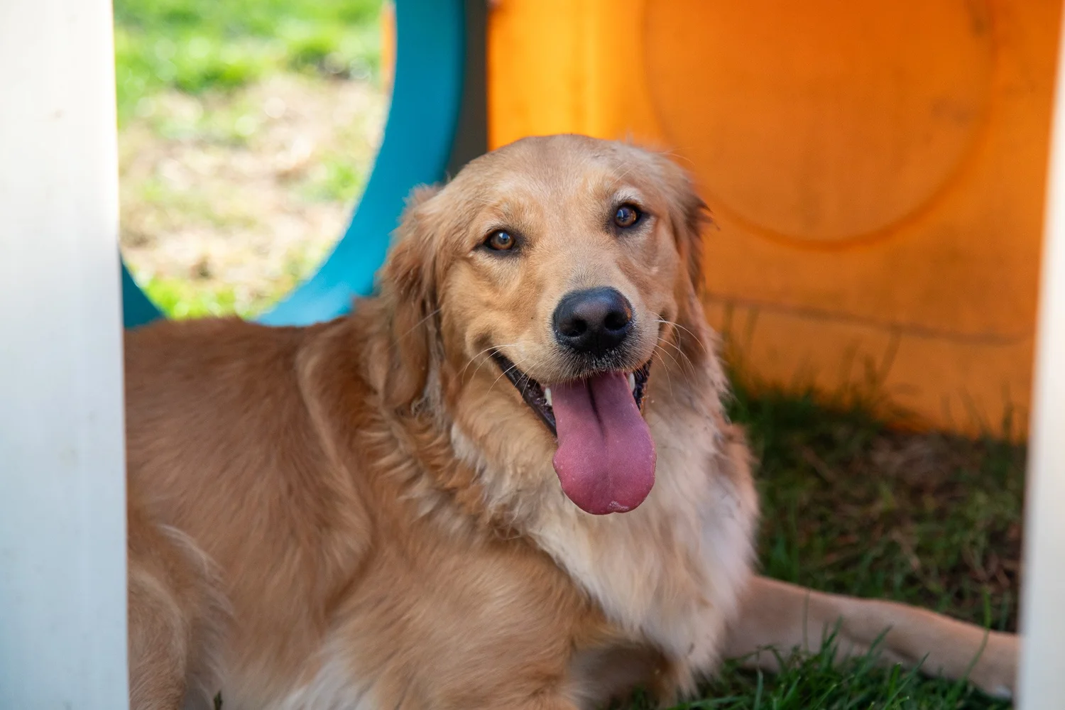 StoneHedge Kennel & Farm