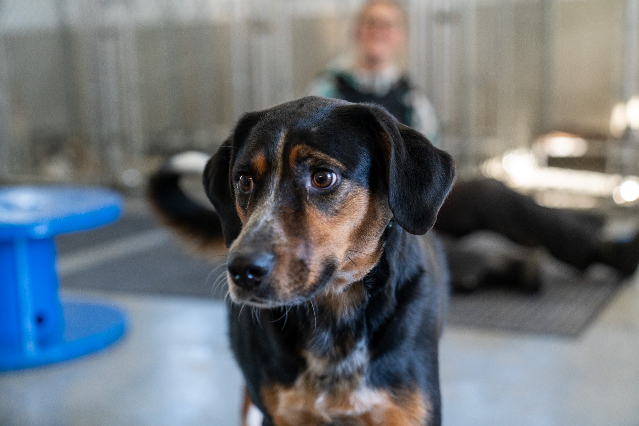 Dog & Cat Boarding — StoneHedge Kennel & Farm