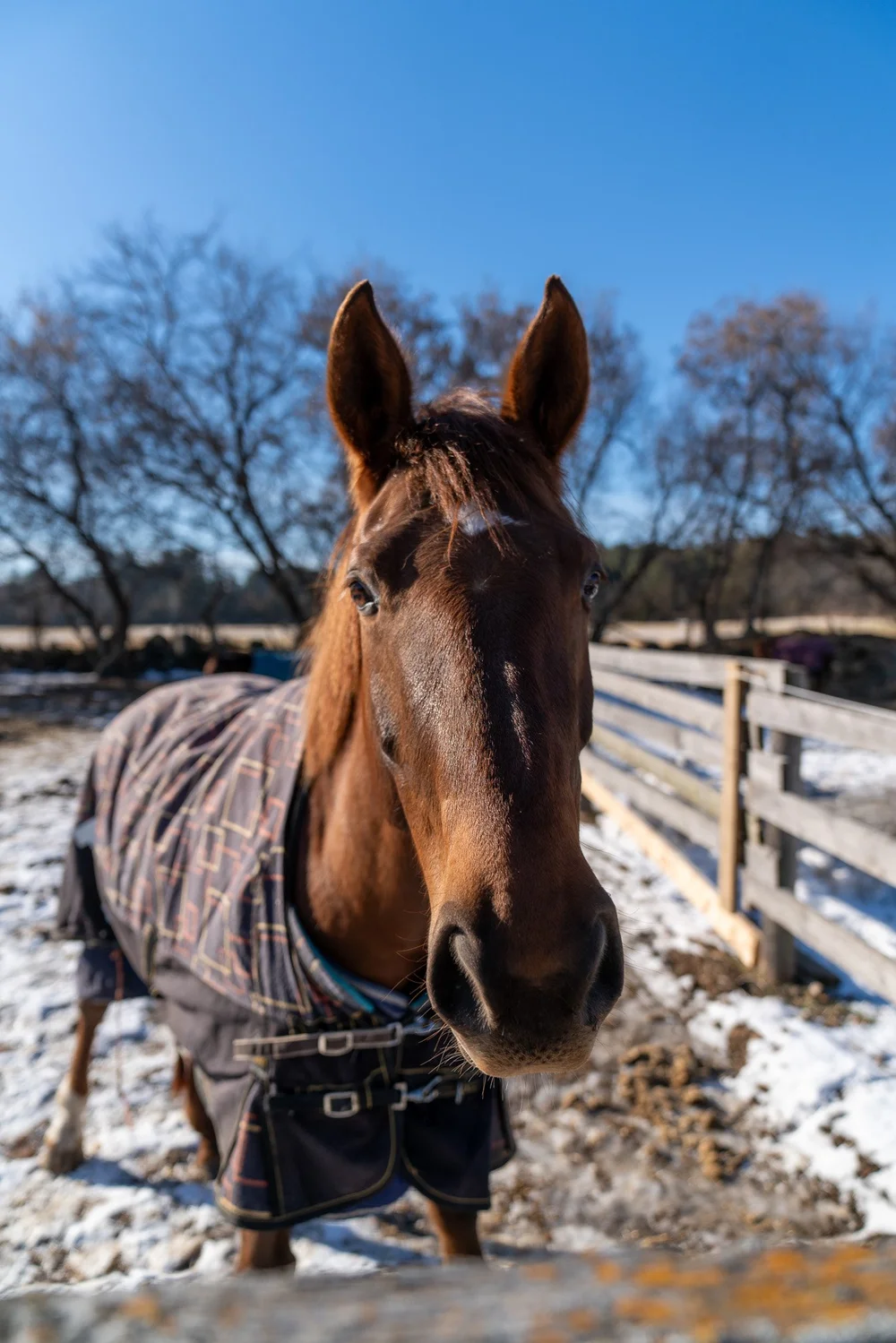 Expert Animal Services — StoneHedge Kennel & Farm