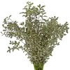 The Importance of Greenery in Floral Design — Queen City Blooms ...