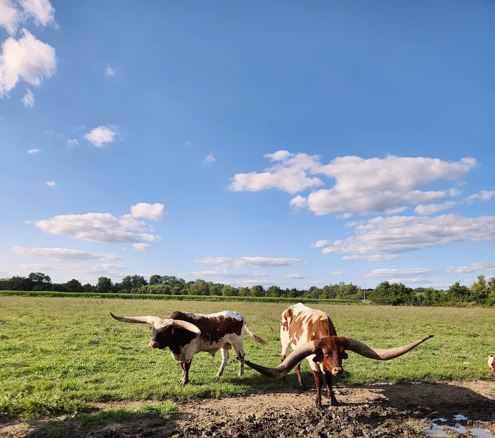 Rafter E Family Farmstead | Longhorn Beef | Chicken | Goat | Peru, IN
