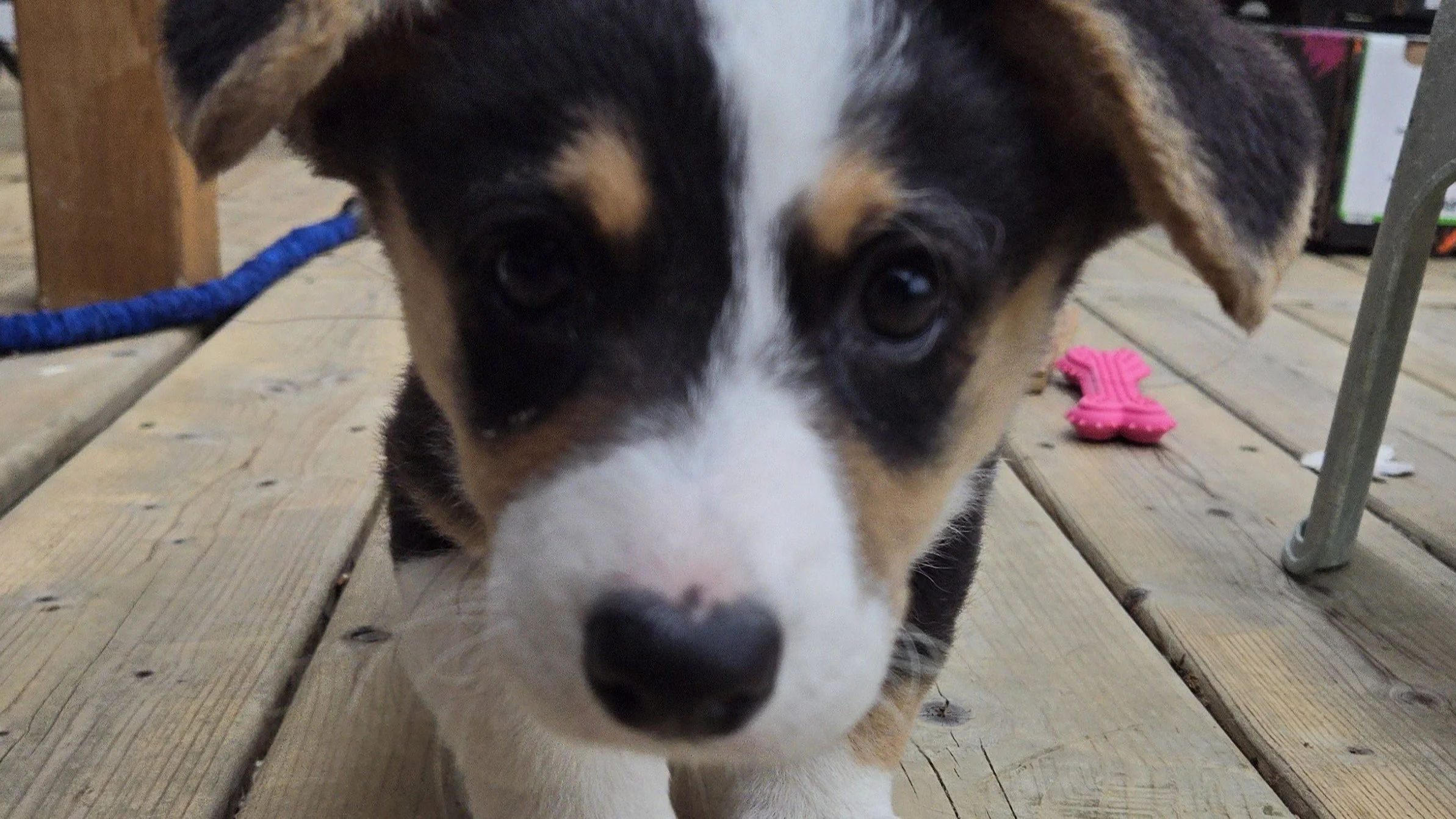Fireside Acres Cardigan Corgis