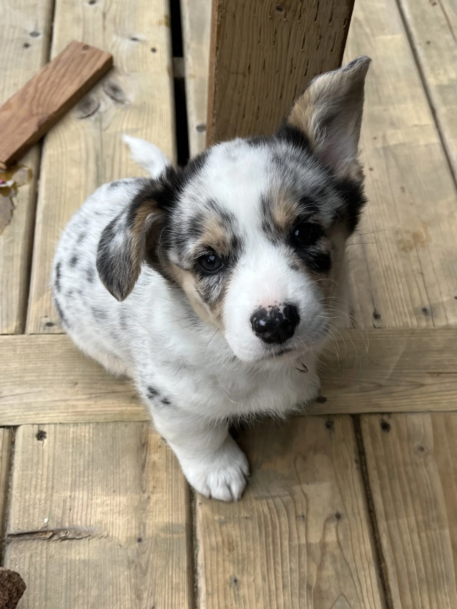 Corgi Puppies — Fireside Acres Cardigan Corgis