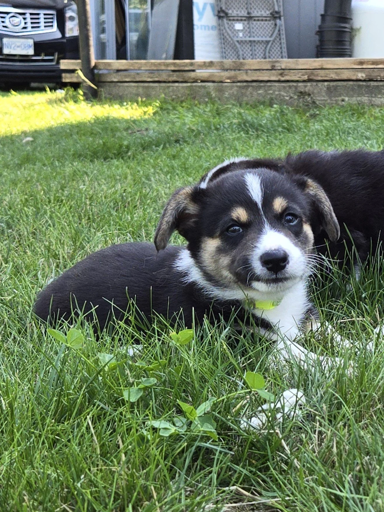 Corgi Puppies — Fireside Acres Cardigan Corgis