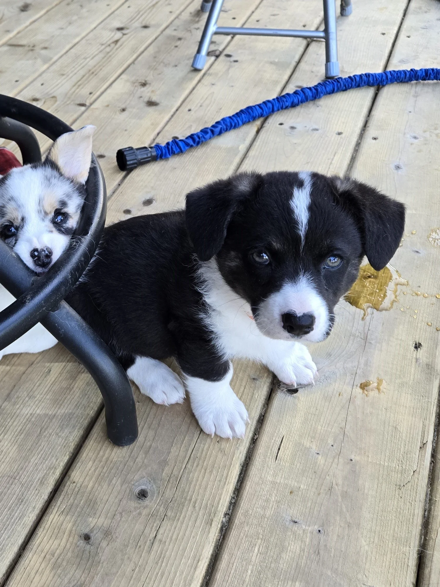 Corgi Puppies — Fireside Acres Cardigan Corgis