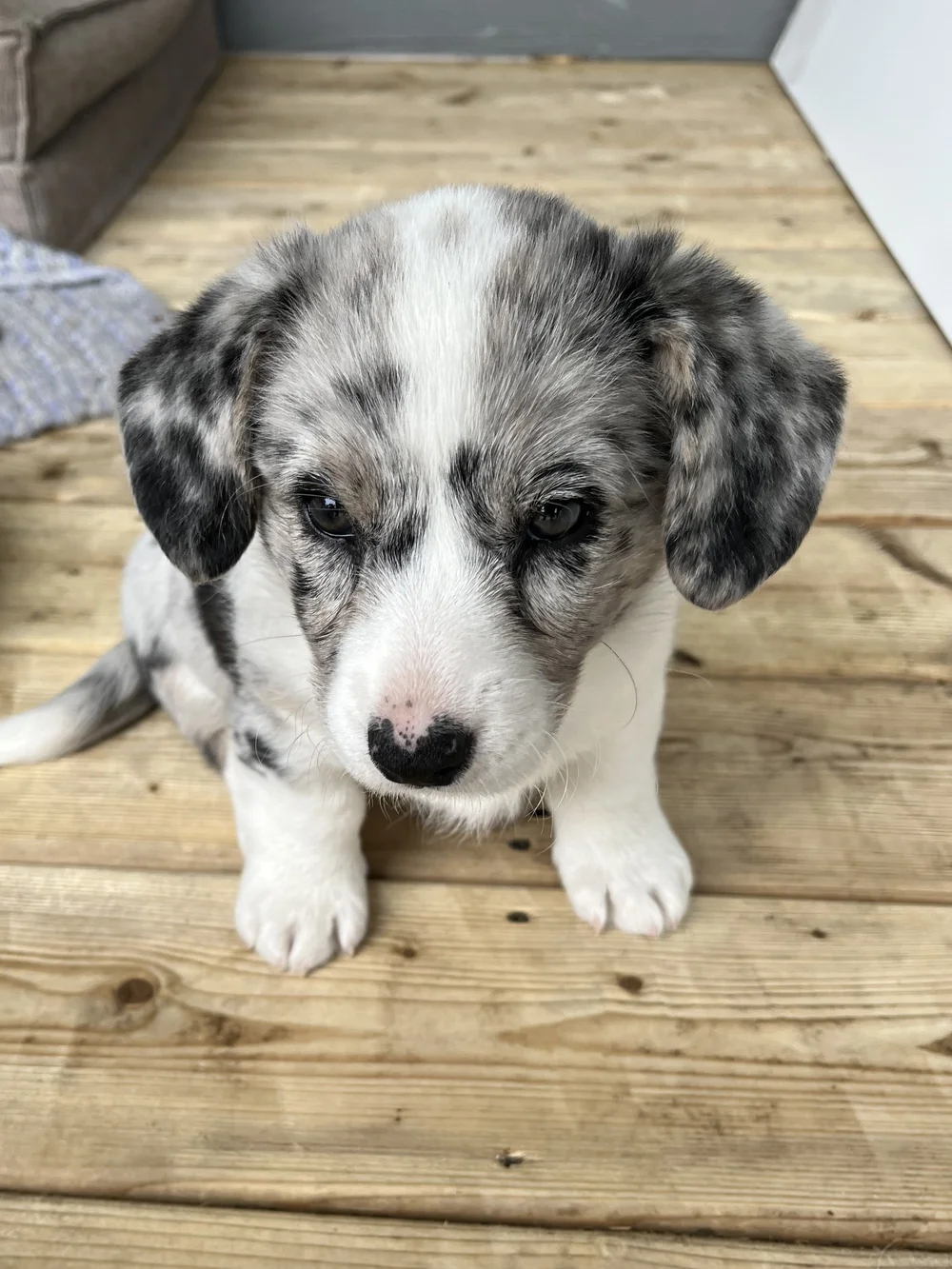 Corgi Puppies — Fireside Acres Cardigan Corgis