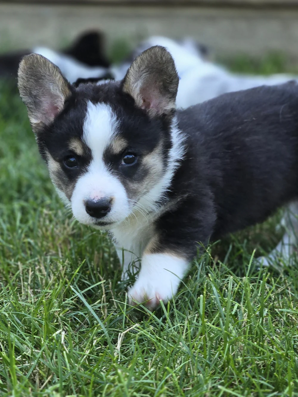 Corgi Puppies — Fireside Acres Cardigan Corgis