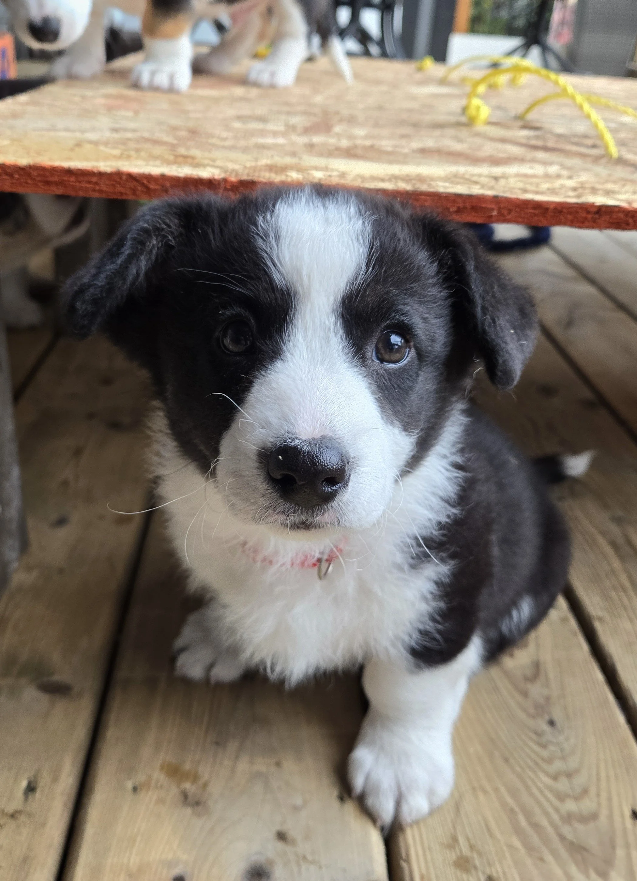 Corgi Puppies — Fireside Acres Cardigan Corgis
