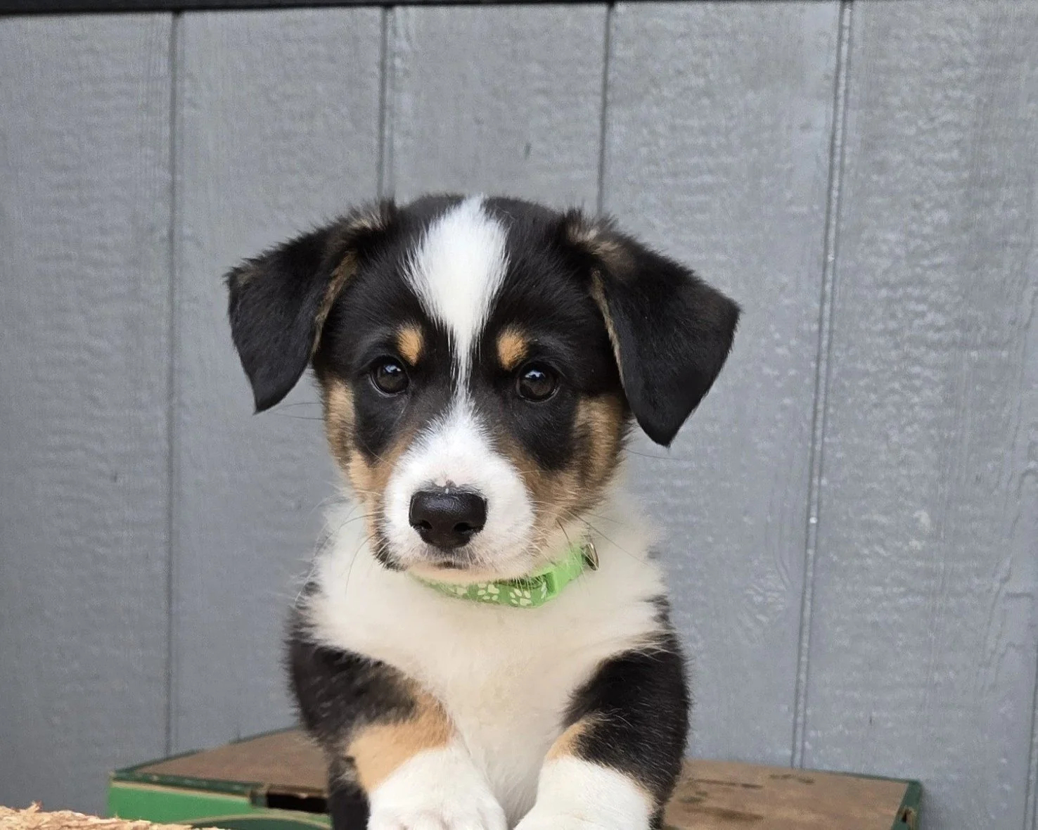 Fireside Acres Cardigan Corgis