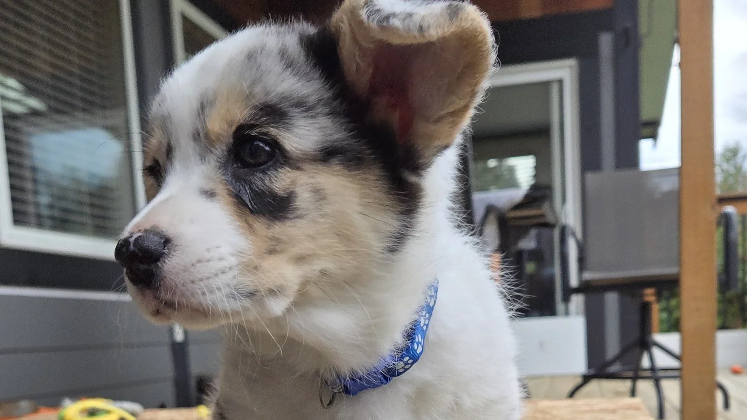 Fireside Acres Cardigan Corgis