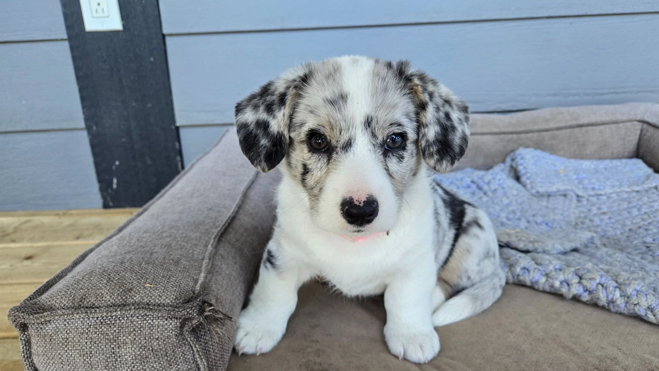 Fireside Acres Cardigan Corgis
