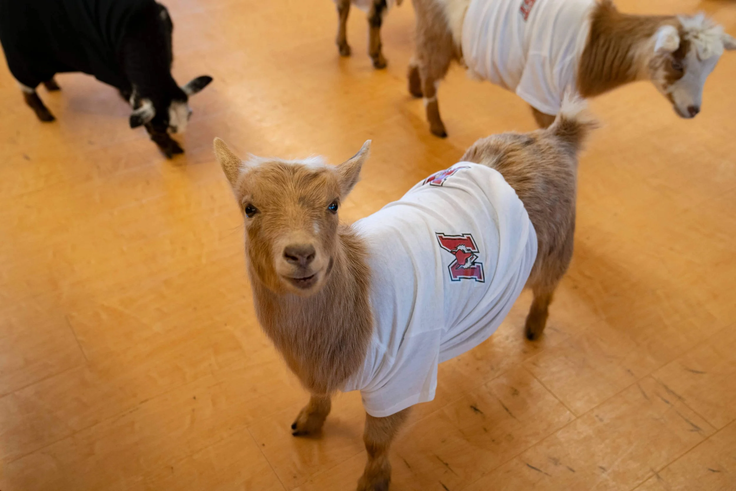 How Much Is Goat Yoga Class in New York? — NY Goat Yoga