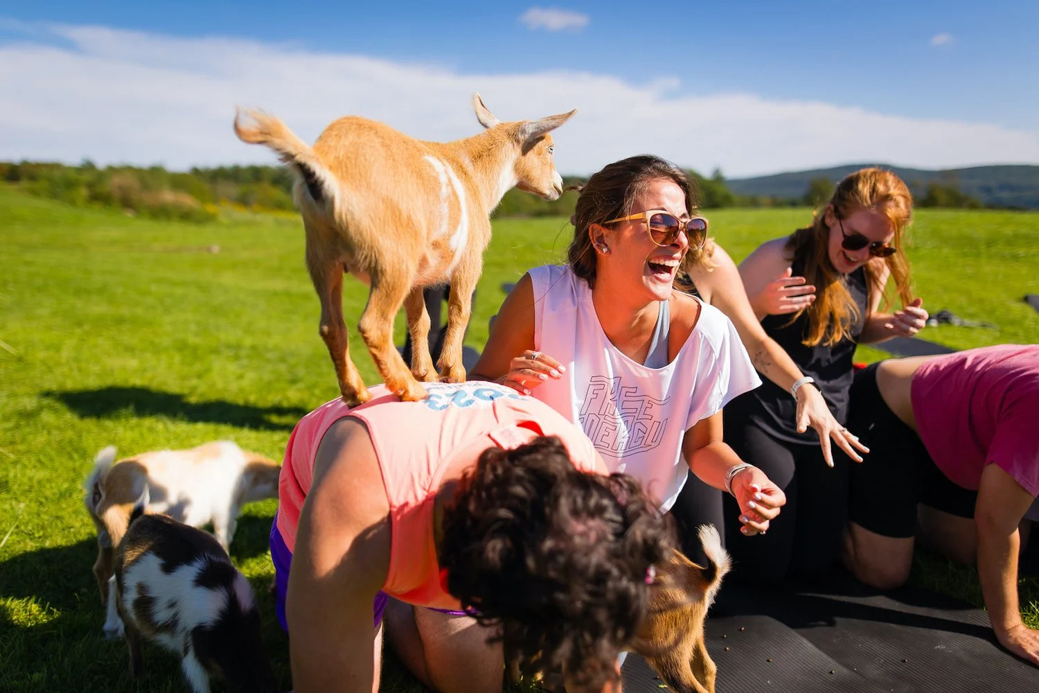 Goat Yoga Classes in Upstate New York | NY Goat Yoga