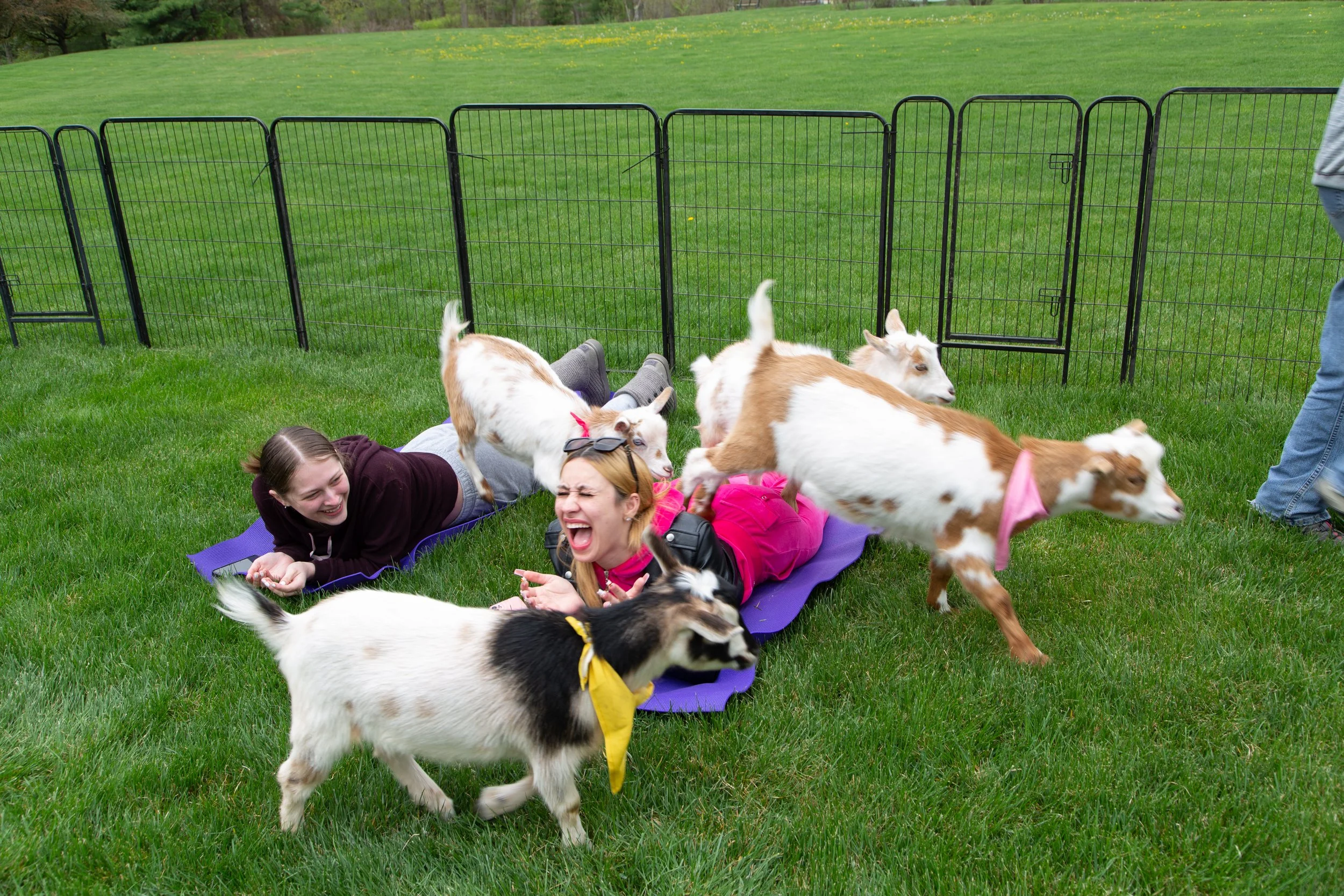 How Goat Yoga Combines Mindfulness & Laughter — NY Goat Yoga
