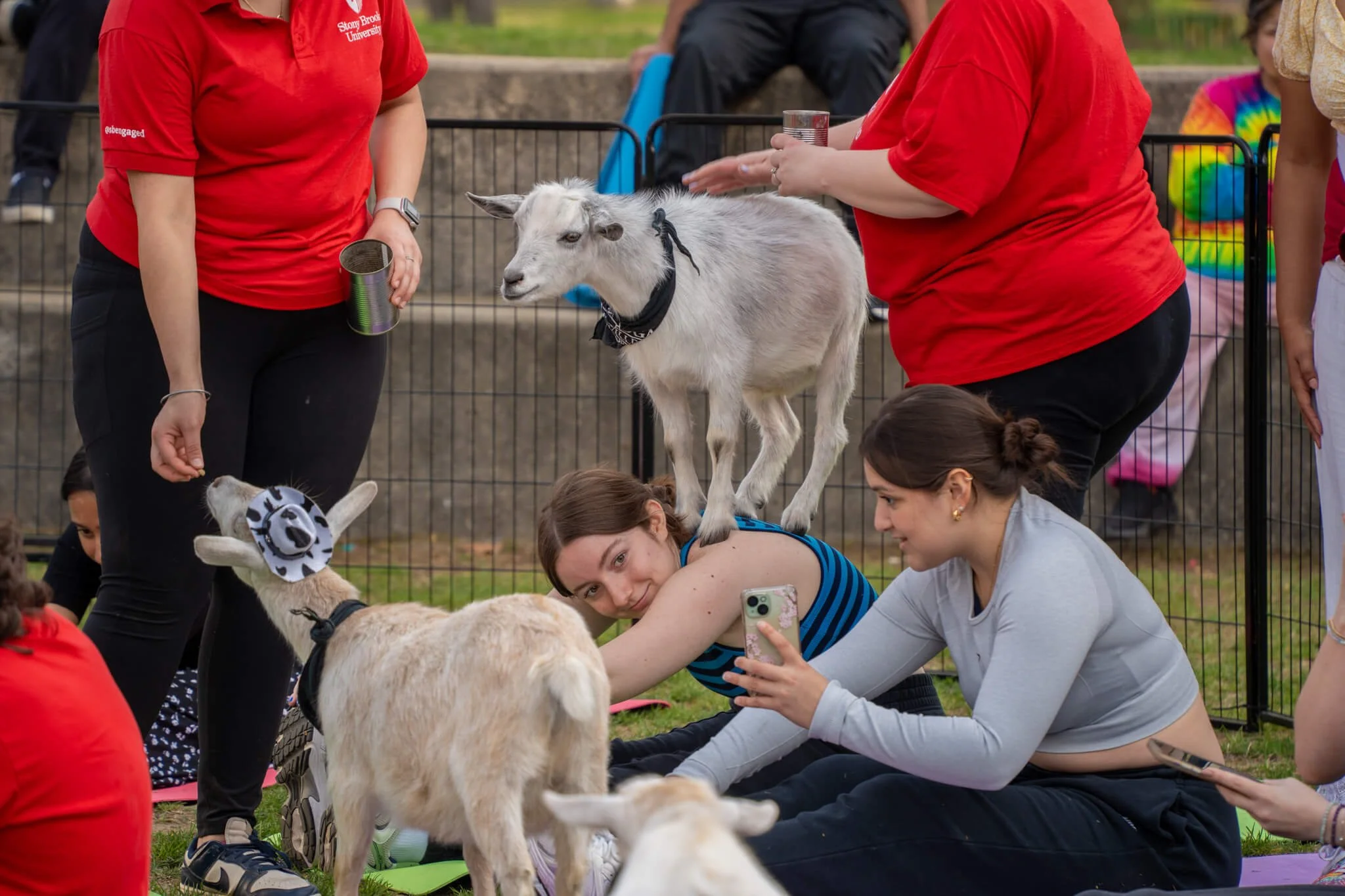 How Goat Yoga Is Becoming Wellness Culture — NY Goat Yoga