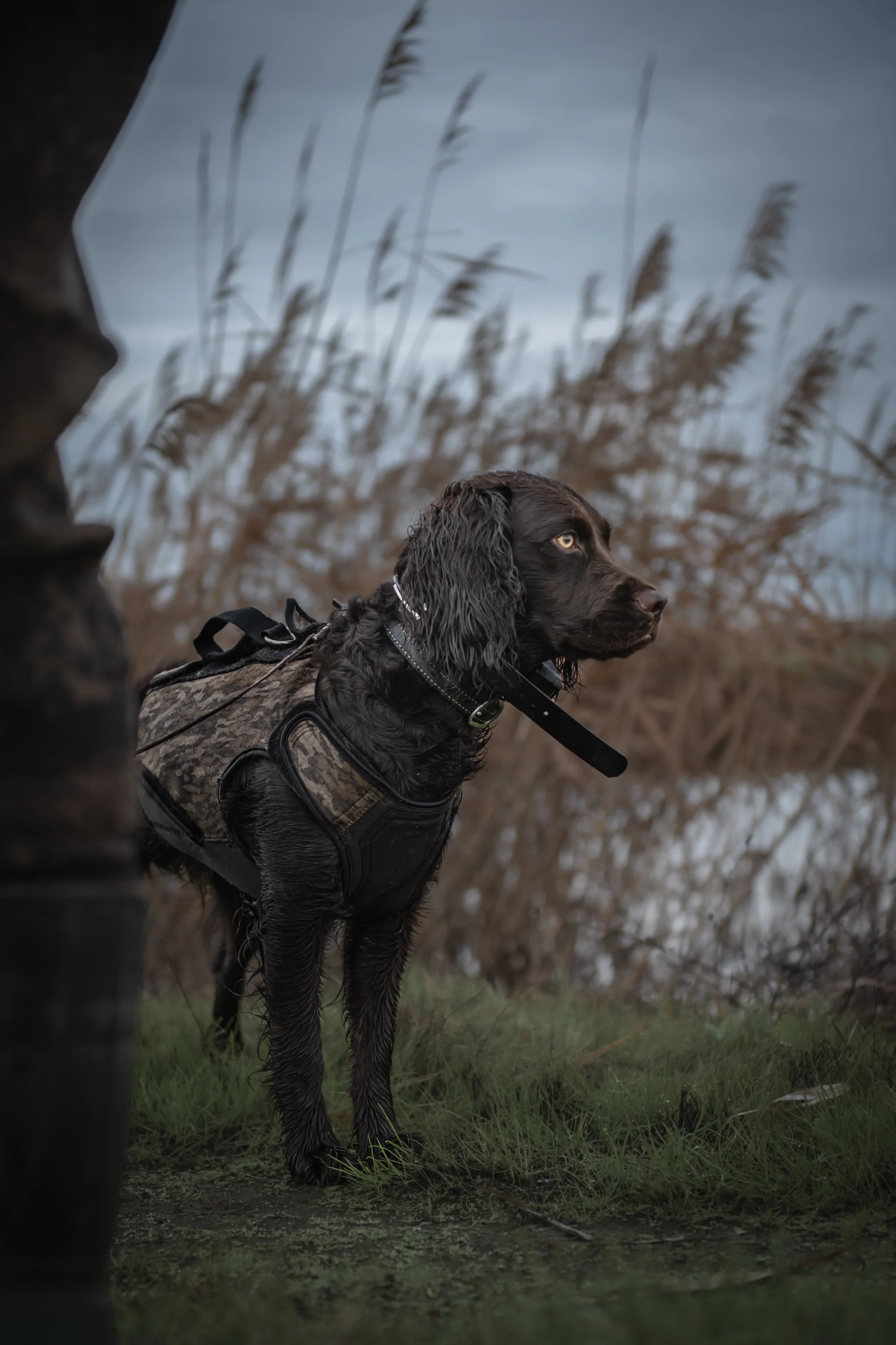 Western States Boykin Spaniel Club
