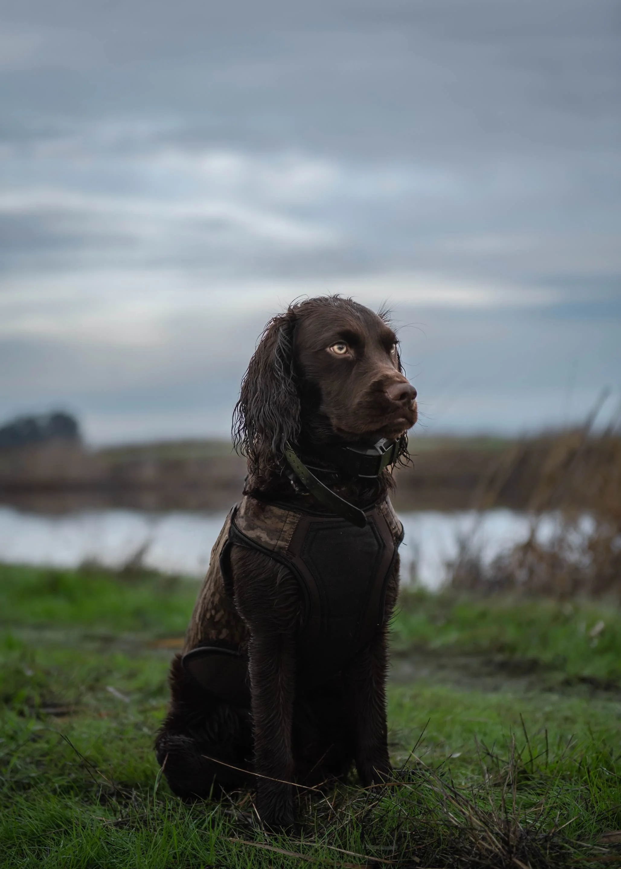 Western States Boykin Spaniel Club