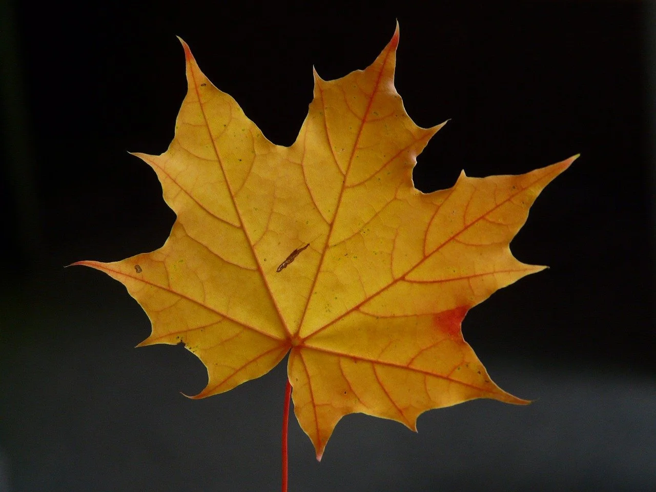 How to Identify a Maple Tree: Leaves, Bark, and More