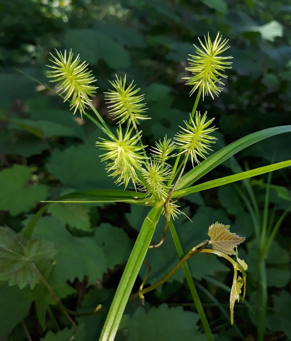 How Do You Get Rid of Nutsedge? Proven Solutions