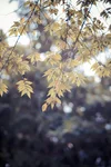 How to Identify a Maple Tree: Leaves, Bark, and More