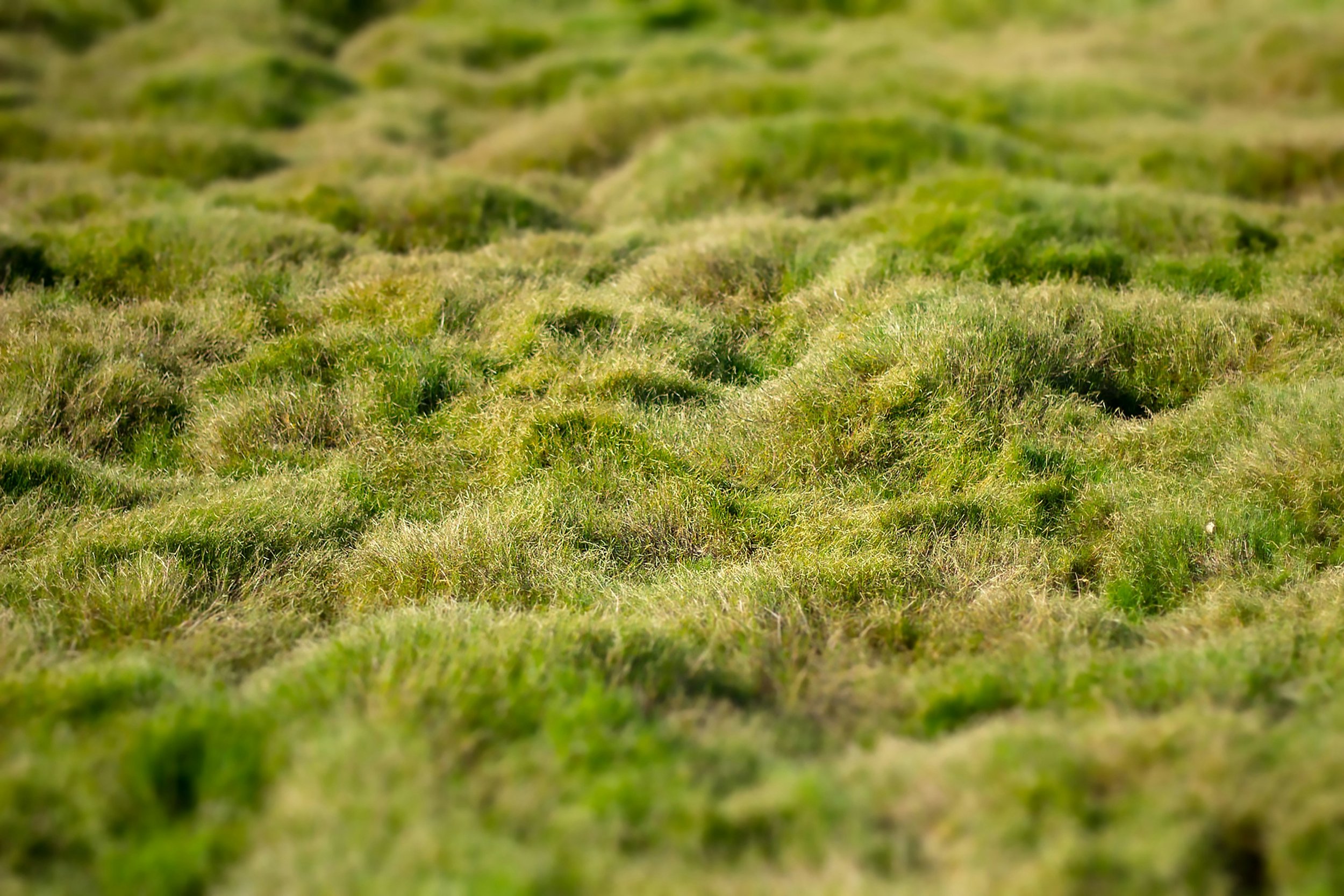 Why Your Grass Is Yellowing and How to Fix It