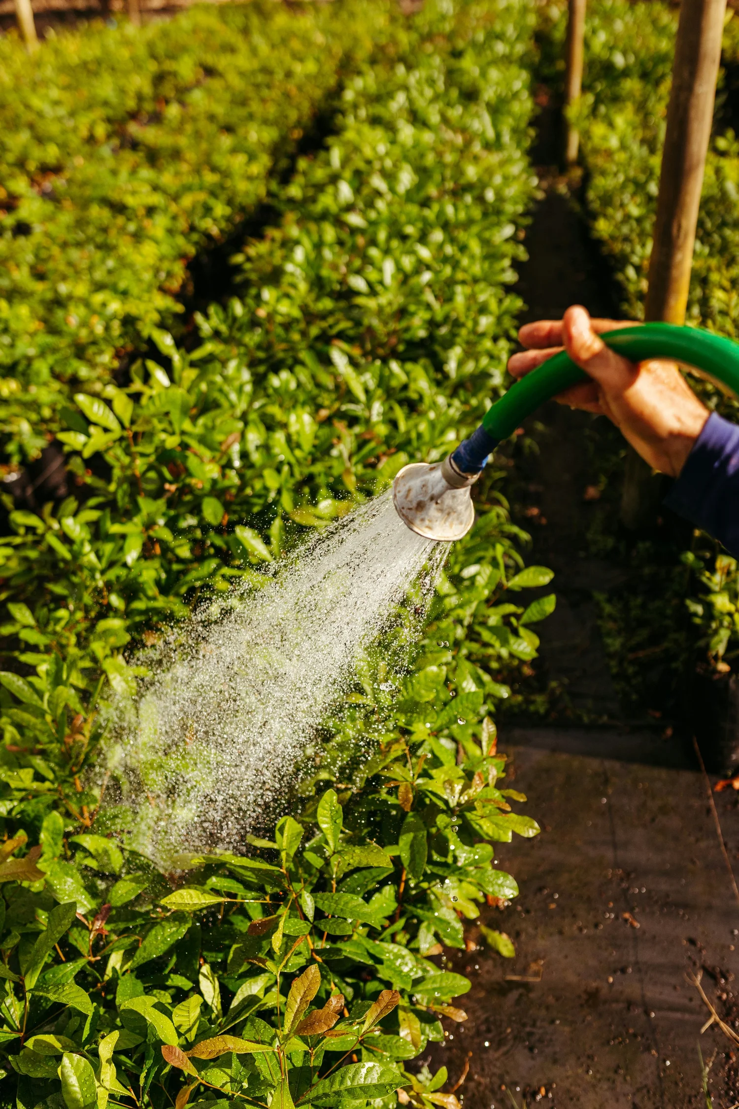 How to Turn On Your Irrigation System Efficiently