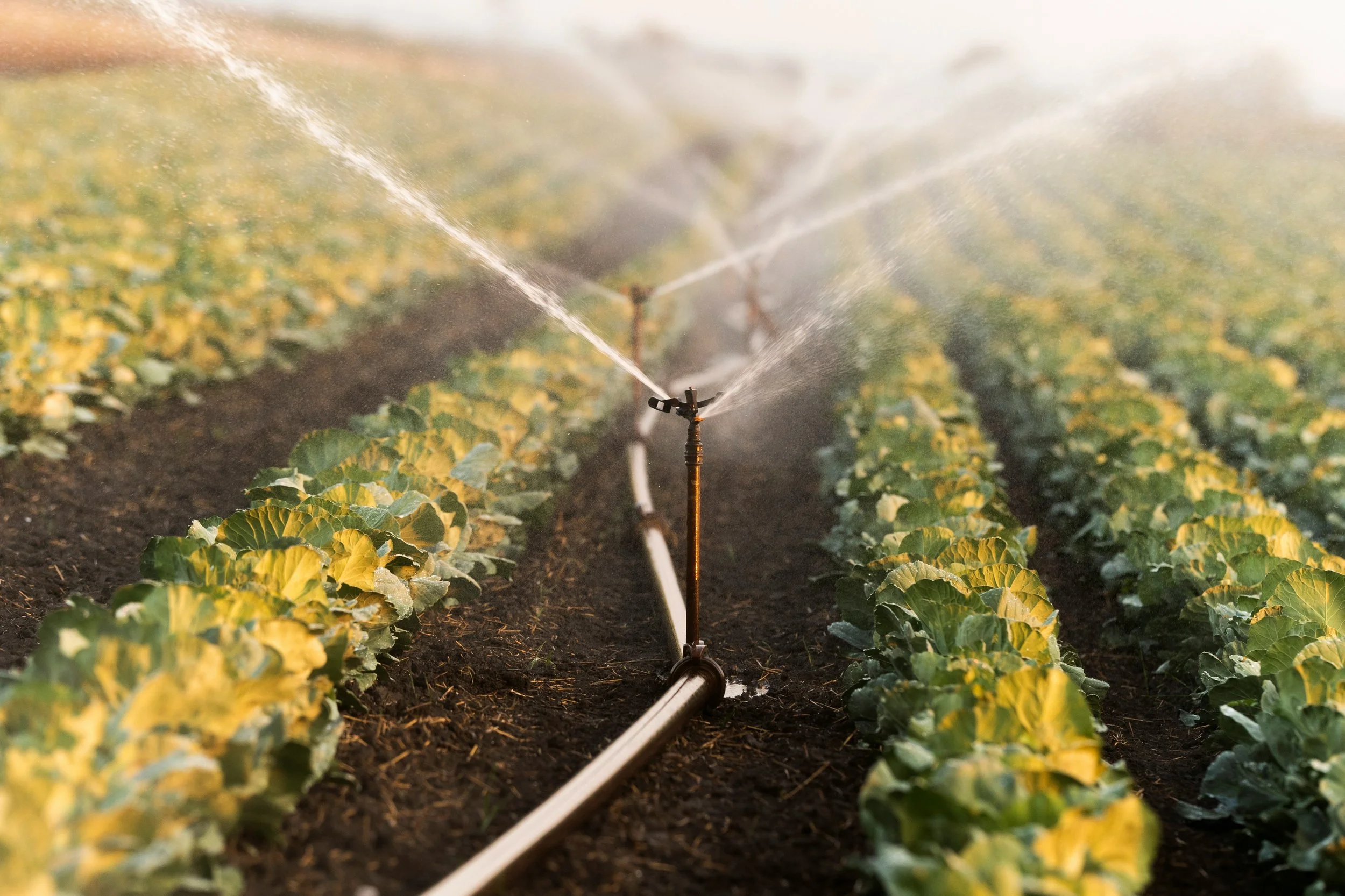 How to Blow Out a Sprinkler System: Step-by-Step Guide