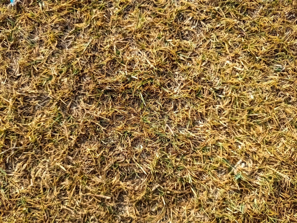 How to Revive a Dead Lawn: Step-by-Step Guide