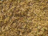 How to Revive a Dead Lawn: Step-by-Step Guide