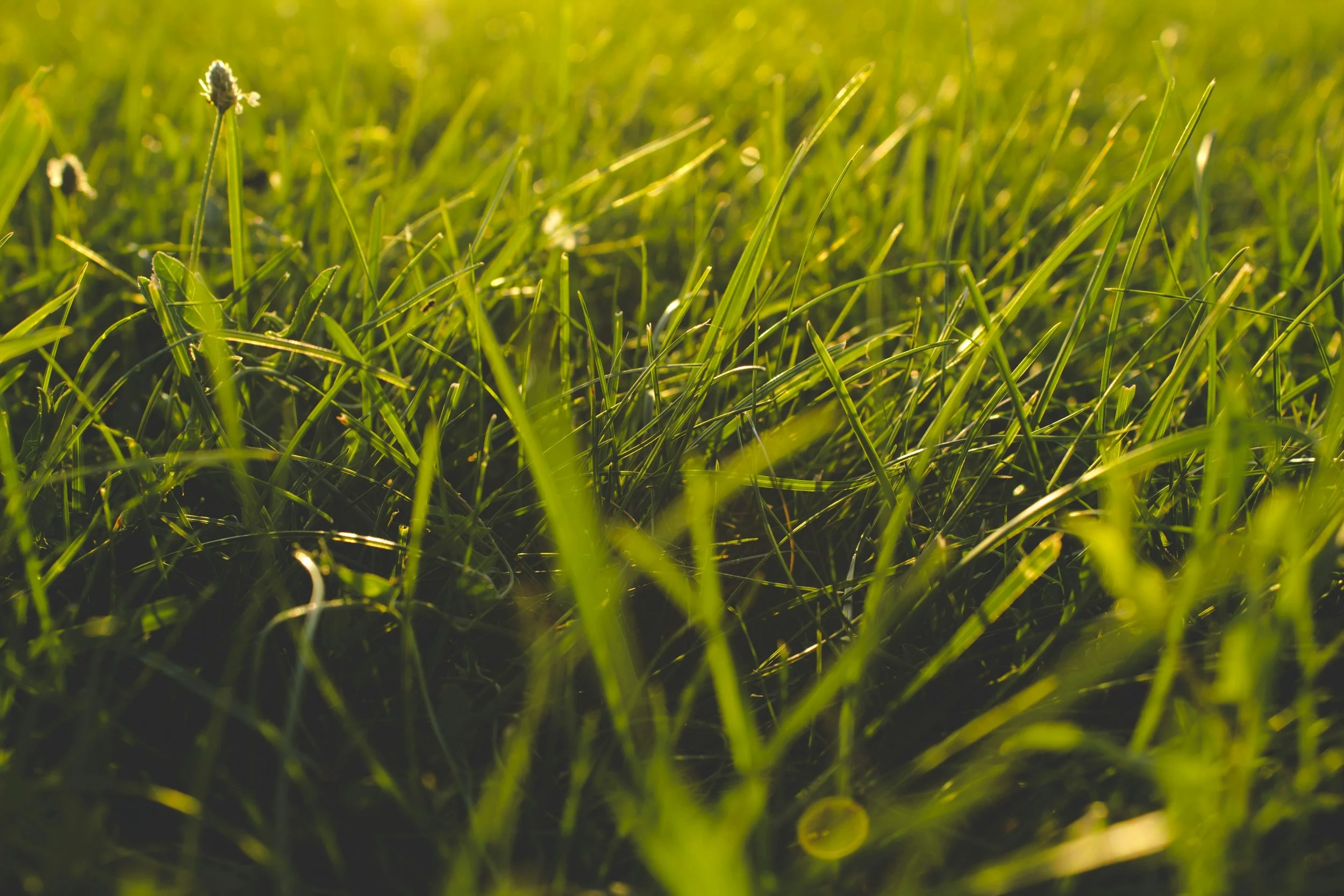 When Does Grass Stop Growing?